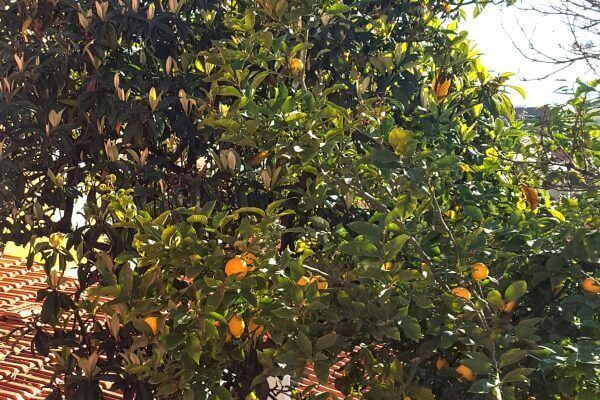 Lemon Tree Lounge – Tings Lisbon